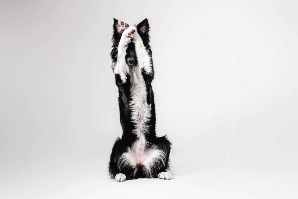 Vaginitis in Dogs - Causes and Treatments - Dr. Loudon