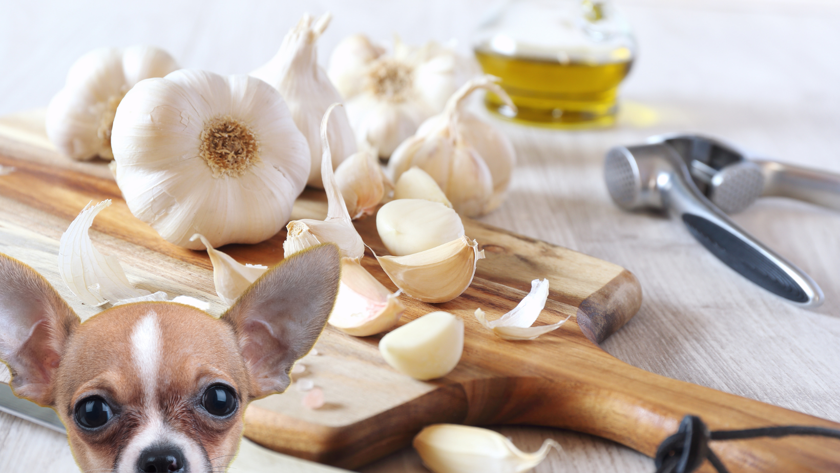 Powerful Benefits of Garlic for Dogs - Dr. Loudon