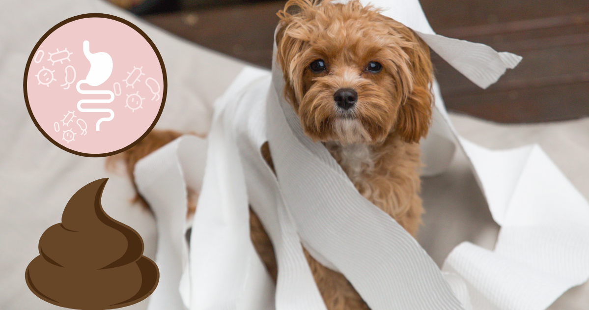 All About Fecal Transplant Therapy for Dogs - Dr. Loudon