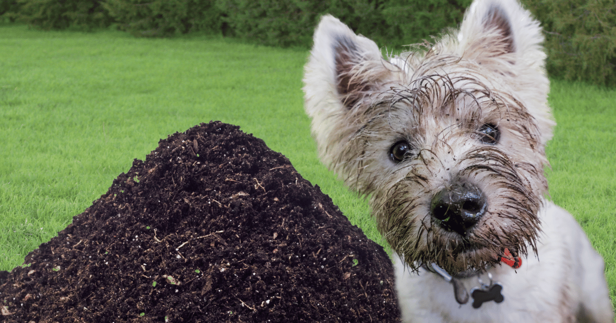 Hidden Power of Soil to Boost Your Dog’s Health - Dr. Loudon