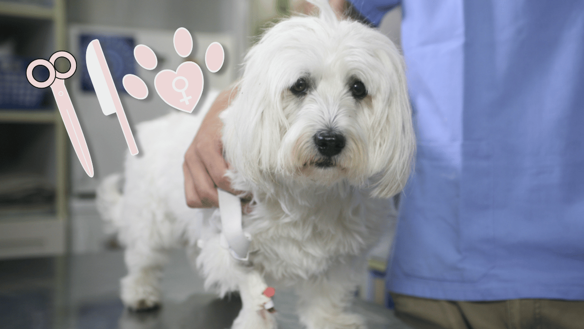 Ovary-Sparing Spays: Benefits, Risks & More - Dr. Loudon