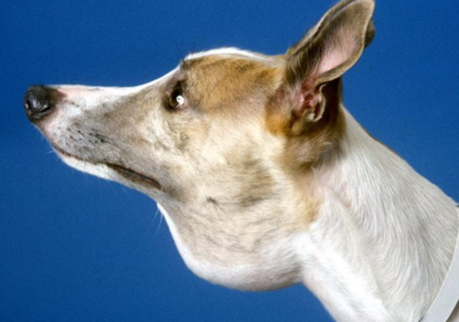 Understanding Salivary Mucocele In Dogs: - Dr. Loudon