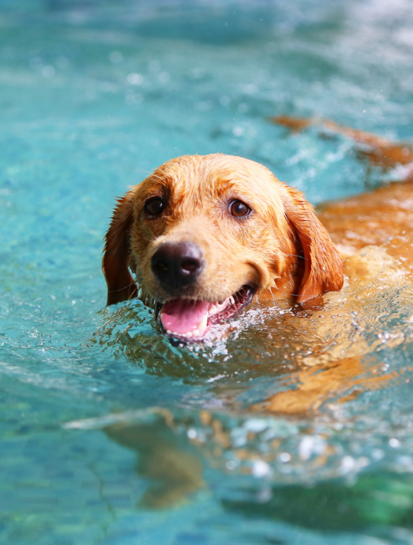 Keep Your Dog Safe in Chlorine & Salt Water - Dr. Loudon