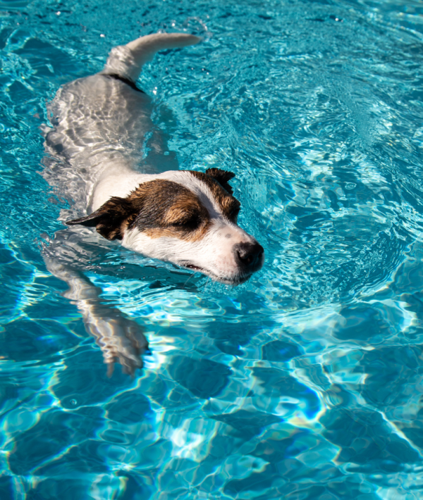Keep Your Dog Safe in Chlorine & Salt Water - Dr. Loudon
