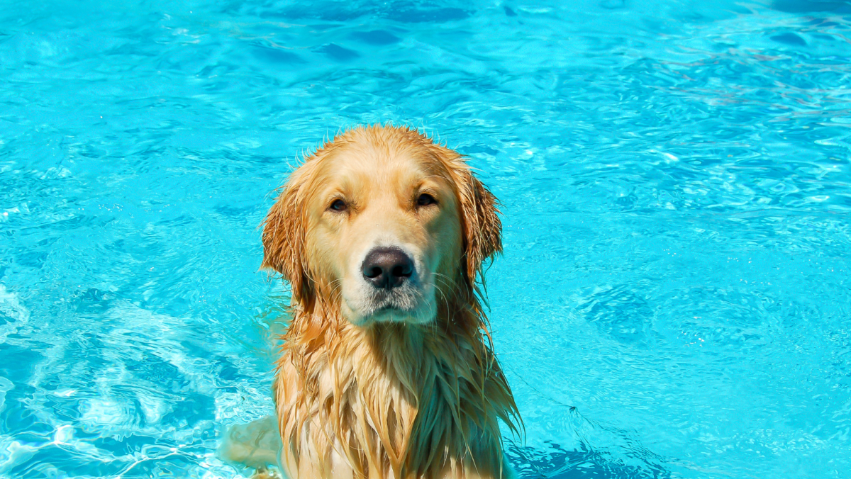 Keep Your Dog Safe in Chlorine & Salt Water - Dr. Loudon