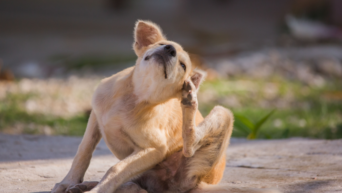 Understanding Salivary Mucocele In Dogs: - Dr. Loudon
