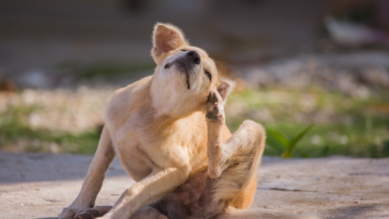 Understanding Gallbladder Disease in Dogs - Dr. Loudon